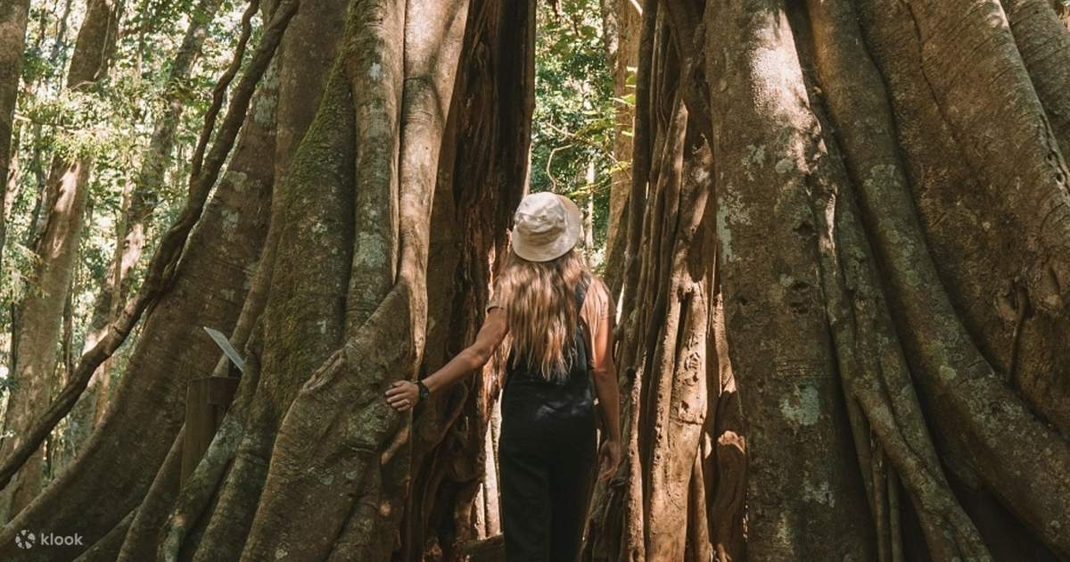 Pengalaman Berkendara Pedesaan di Sunshine Coast Hinterland - Klook Indonesia